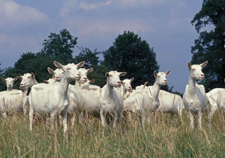 Australian Dairy Goat Exports | Boer, British Alpine and Saanen Goats