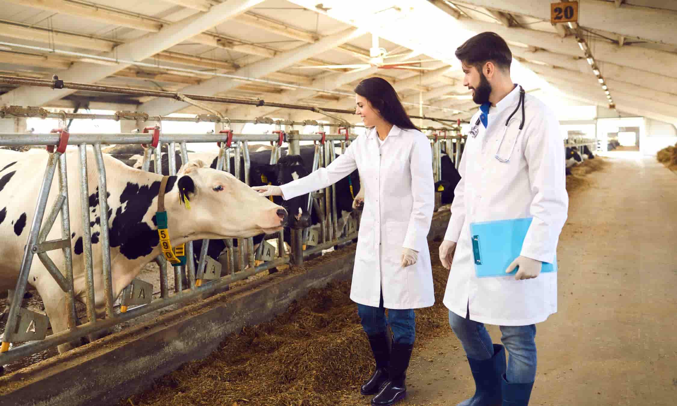 Livestock Export Companies | Australia's Livestock Exporters