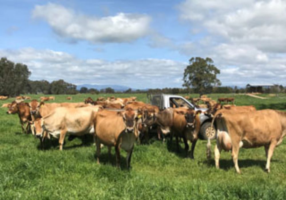 Australian Dairy Livestock Export Service: Cattle Export Service