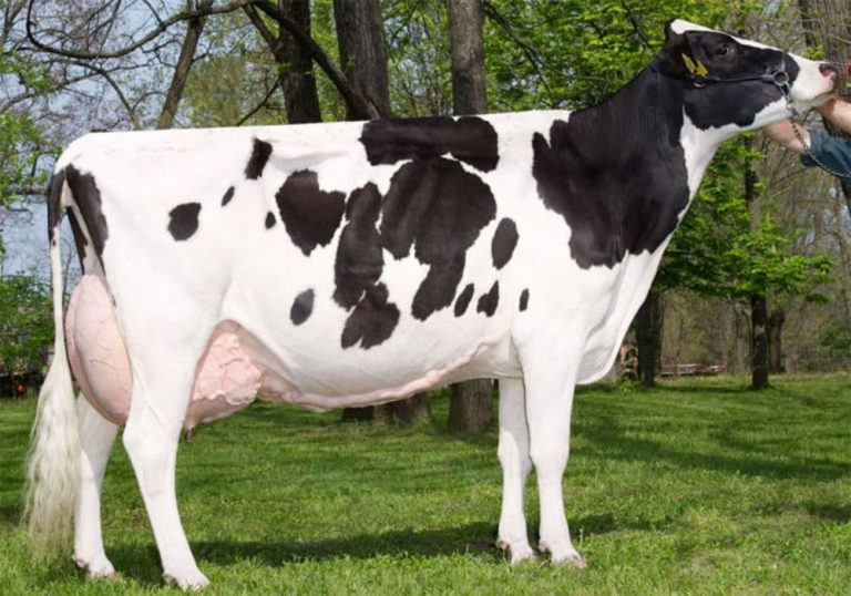 Holstein Friesians Australian Dairy Cattle | Heifer Exports