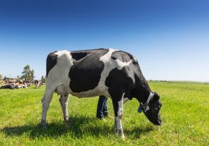Holstein Friesians Australian Dairy Cattle | Heifer Exports