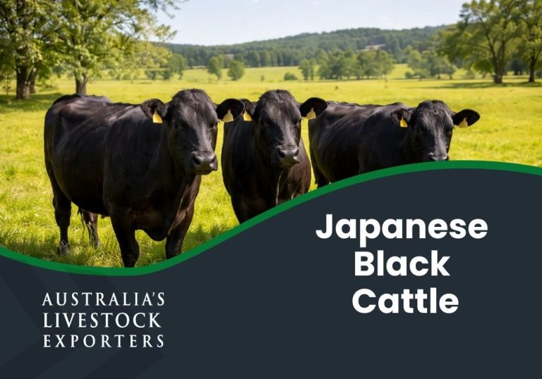 Japanese Black Wagyu Cattle | Genetics, Traits & Australian Exports
